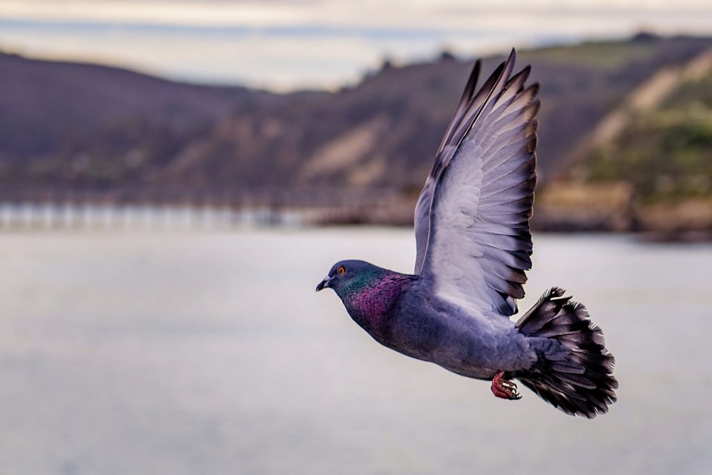 Home - KuboPro - Pigeon Clocking and Club Management System