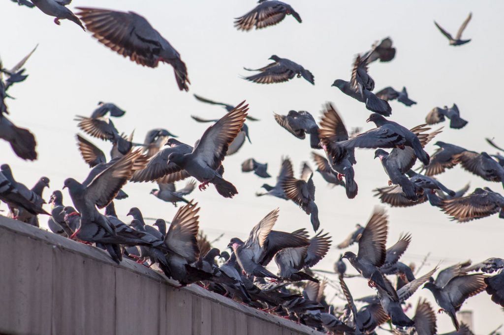 Home - KuboPro - Pigeon Clocking and Club Management System